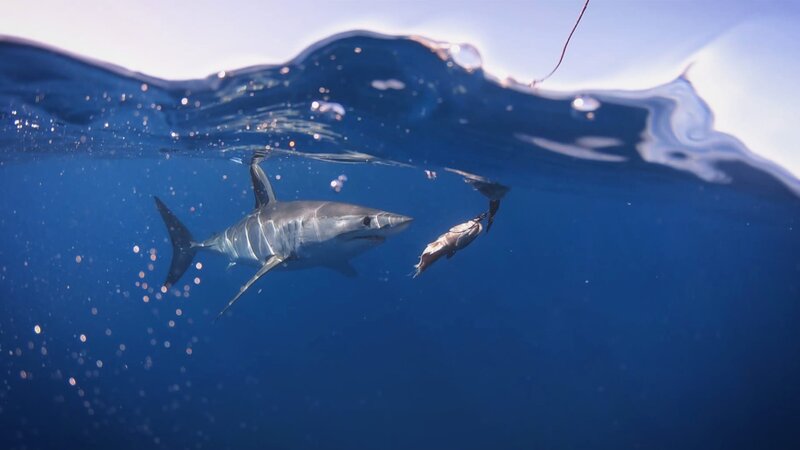 Shark Week S33E15: Die Makohaie von Neuseeland (Mako Nation ...