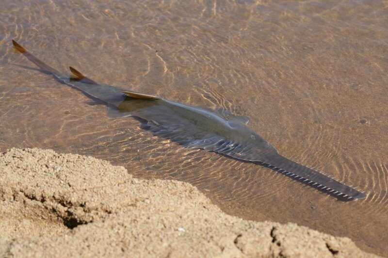 Auf der Suche nach dem Monsterfisch S05E02: Anjumara (River Wolf ...