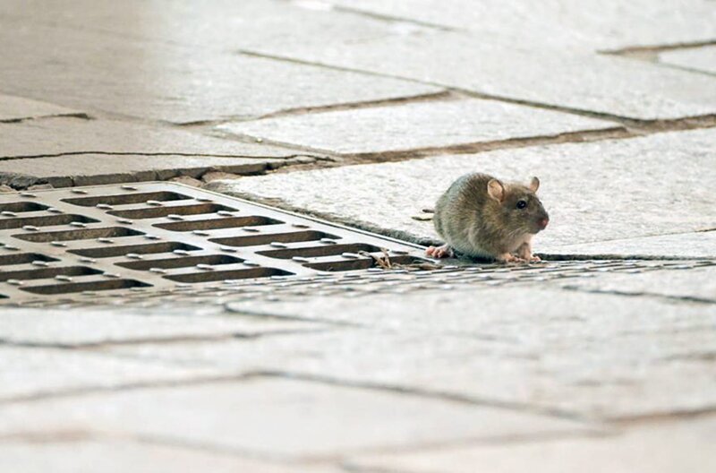 ARTE Re: 1087: Ratten in Paris – Gefährliche Plage – fernsehserien.de