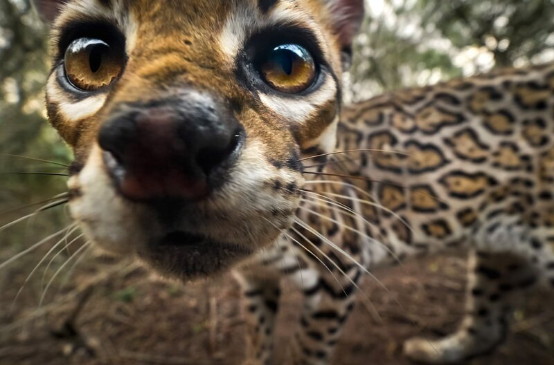 Terra Mater 423: Der Ozelot – Eine Katze in Not – fernsehserien.de