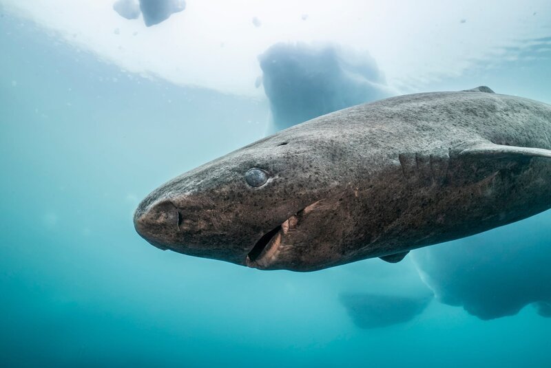 Terra X Faszination Wasser: 5. Unbekanntes Grönland – fernsehserien.de