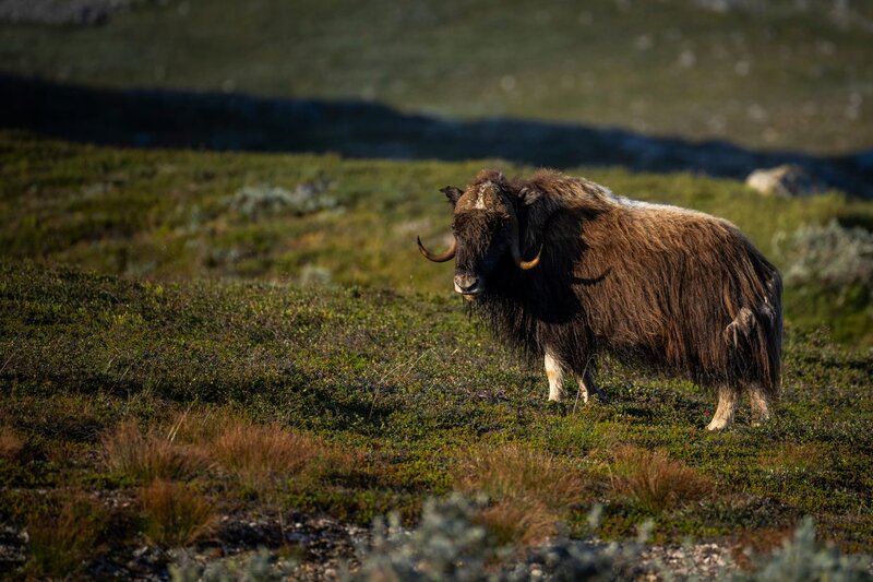 Faszination Wasser S03E01: Unbekanntes Grönland – fernsehserien.de