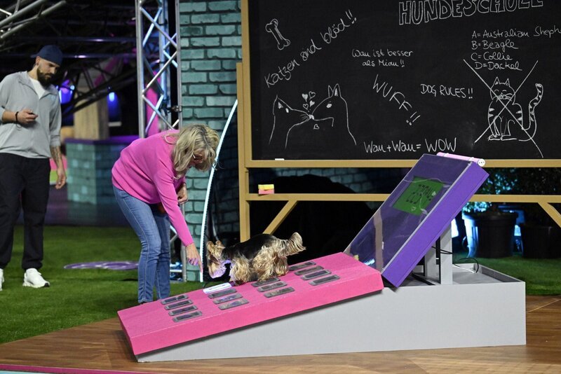 Top Dog Germany – Der beste Hund Deutschlands S03E02: Folge 14 ...