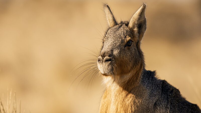 Wildes Argentinien 02: Berge und Steppen – fernsehserien.de