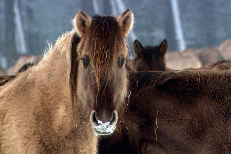 Abenteuer Wildnis Die letzten Europas – Wildpferde – fernsehserien.de