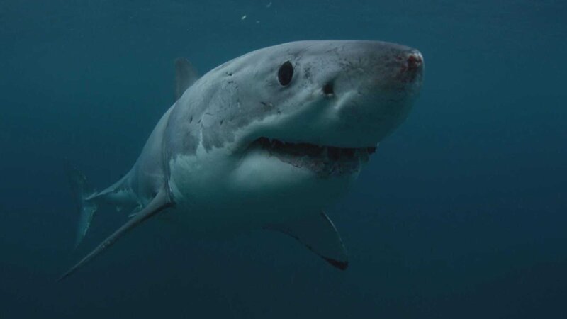 Shark Week S34E09: Phred vs. Slash – Duell der Hai-Giganten (Jaws ...