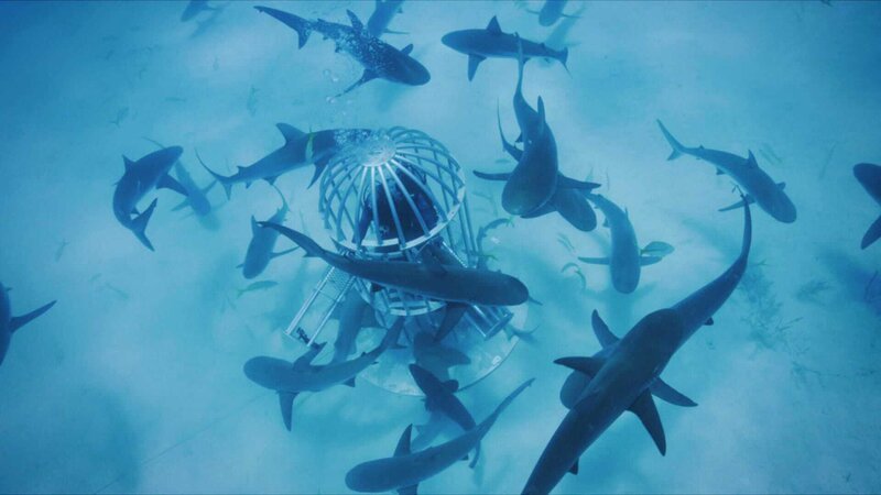 Shark Week S33E05: Shaquille O’Neal: Shaq, Shaq, Shark Attack ...