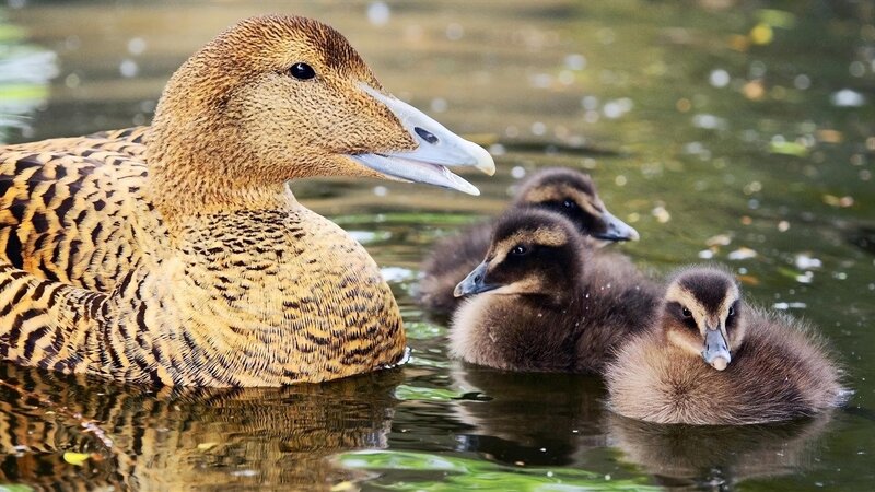 Tierbabys mit der Ente 18: Verstecken (Hiding) – fernsehserien.de