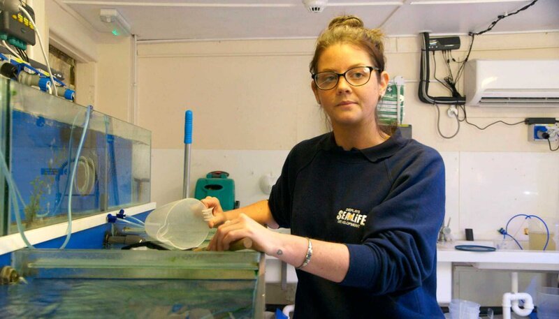 mareTV 172: Dorset – Englands magische Küste – fernsehserien.de