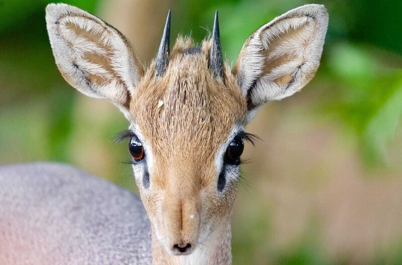 Namibias Naturwunder 02: Kleine Helden, große Jäger – fernsehserien.de