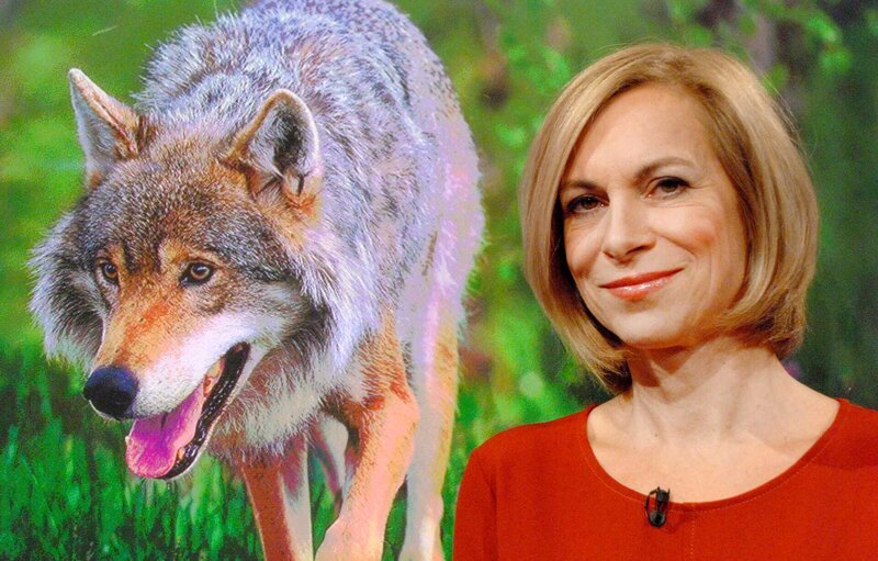 Planet Wissen 296: Rückkehr der Wildtiere – fernsehserien.de