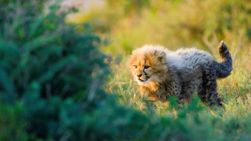 Tierkinder der Wildnis S01E05: Usana, die Gepardin (Usana The Cheetah ...