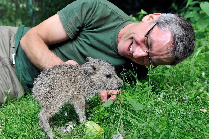 Panda, Gorilla & Co. S06E39: Ein kleines Highlight im Tierpark Berlin ...