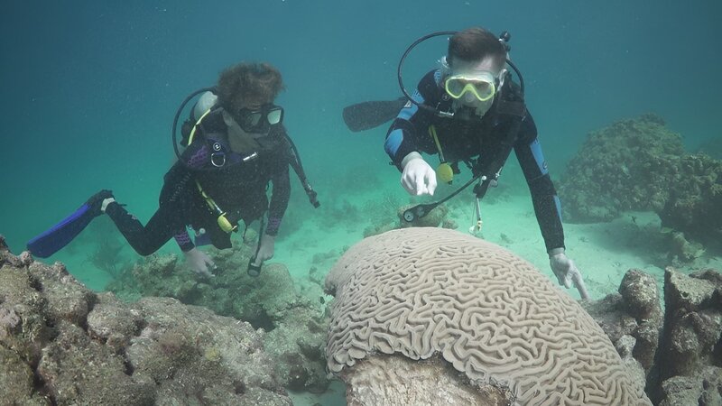 PUR+ PUR+ spezial – Wie retten wir das Meer? – fernsehserien.de