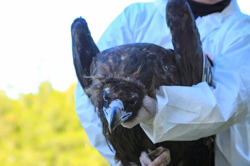 Europas neue Wildnis 05: Die Rückkehr der Geier – fernsehserien.de