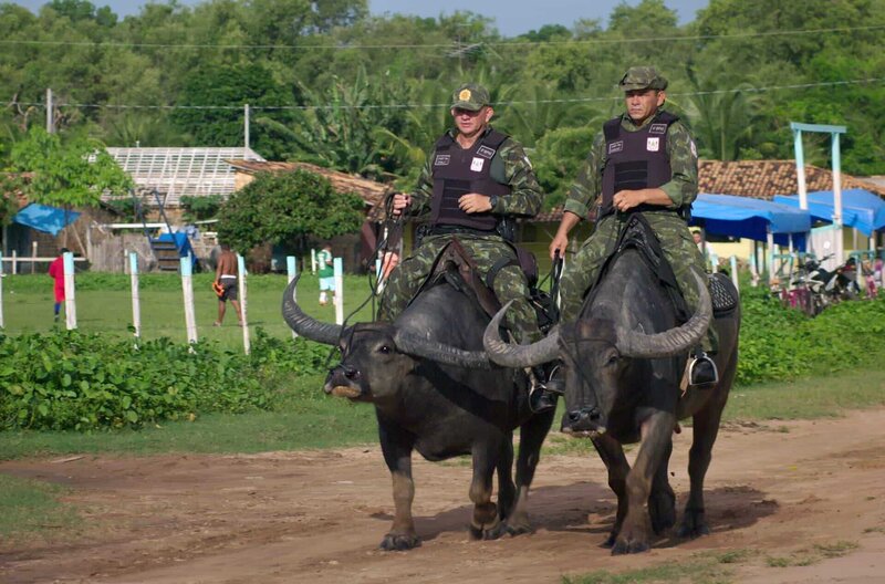 Muh! Die Geschichte des Hornviehs 03: Der Siegeszug des Wasserbüffels ...