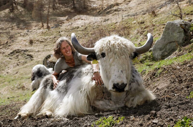 Muh! Die Geschichte des Hornviehs 04: Das Yak erobert das Hochland ...