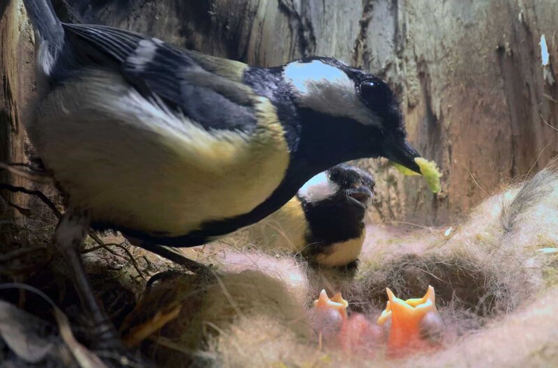 Kleine Meise ganz groß – fernsehserien.de