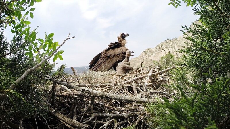 Wilde Schönheiten 02: Rund ums Kaspische Meer – fernsehserien.de