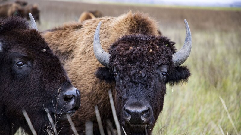 Der Amerikanische Bison 02: Rückkehr eines Symboltiers (Into The Storm ...