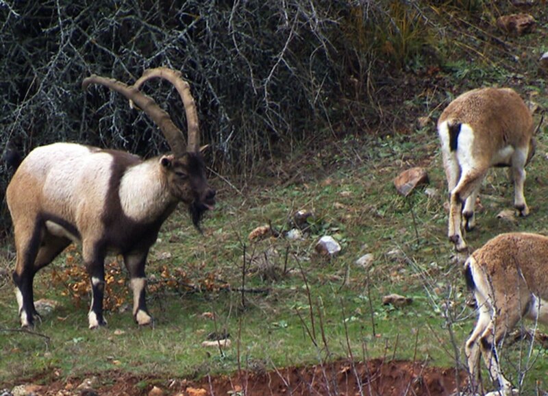 Netz Natur 181: Die Geschichte des Meckerns – fernsehserien.de