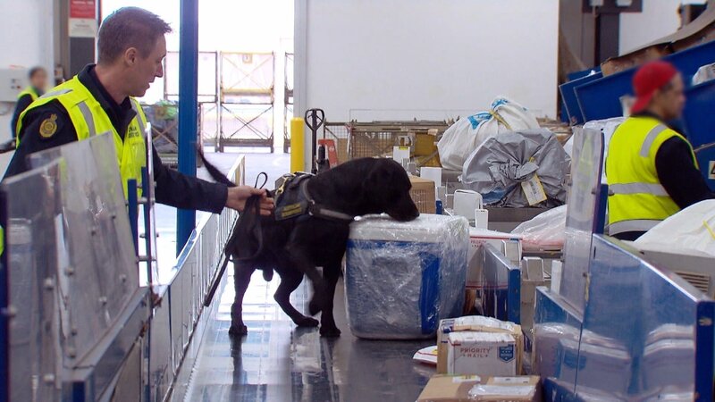 Achtung, Zoll! Willkommen in Australien S02E07: Folge 17 (Ewe Beast ...