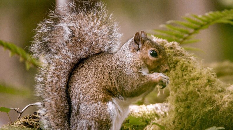 Geheimnisvolle Eichhörnchen – fernsehserien.de