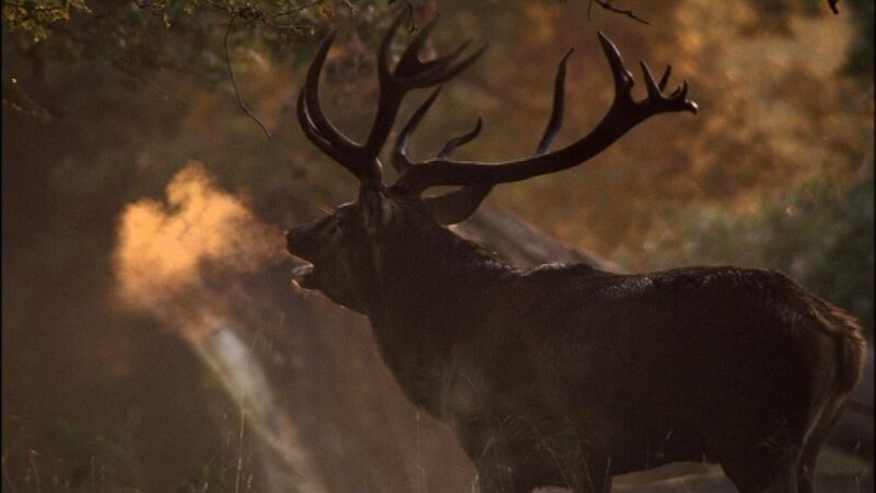 Mythos Wald 02: Der Kampf ums Licht – fernsehserien.de