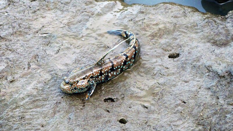 Die Superkräfte der Tiere S01E40: Fische auf dem Trockenen (Fast Biters ...