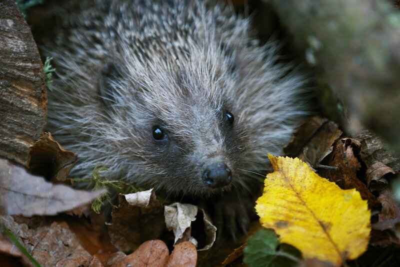 SRF DOK Die Abenteuer eines Igels – fernsehserien.de
