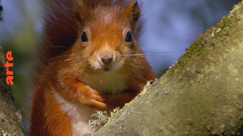 Wales – Der Wilde Westen Großbritanniens bei YouTube streamen – fernsehserien.de