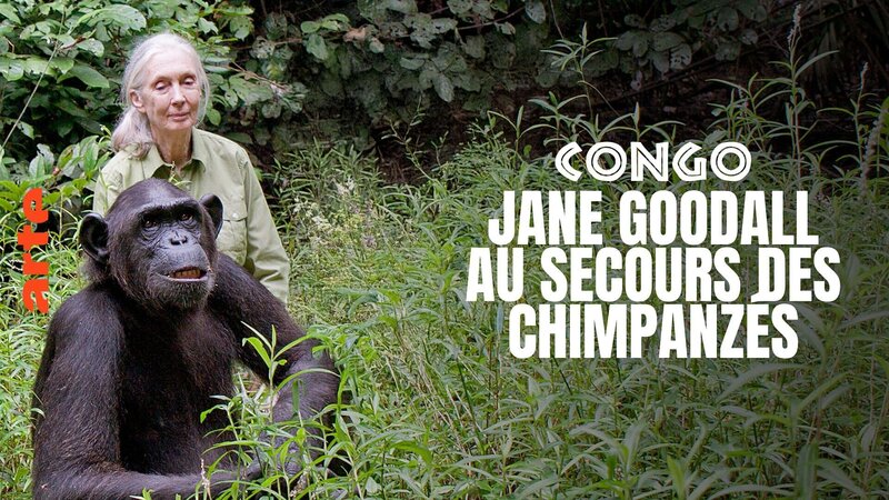 Schimpansen im Kongo mit Jane Goodall Schimpansen im Kongo mit Jane ...