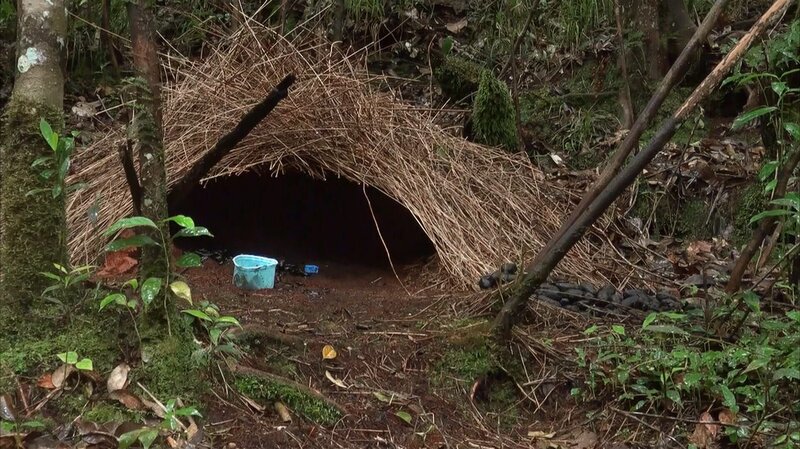 Abenteuer Wildnis Die Schätze der Papua – fernsehserien.de