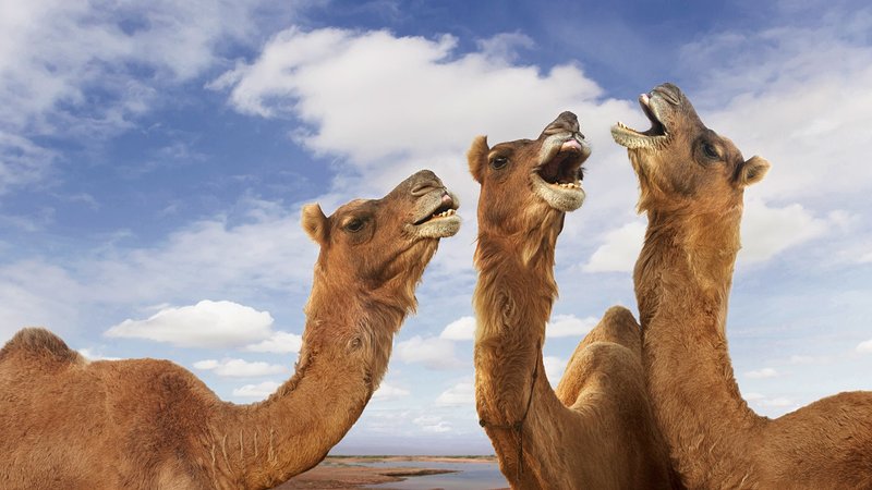 Zoofari Staffel 1 Episodenguide – fernsehserien.de