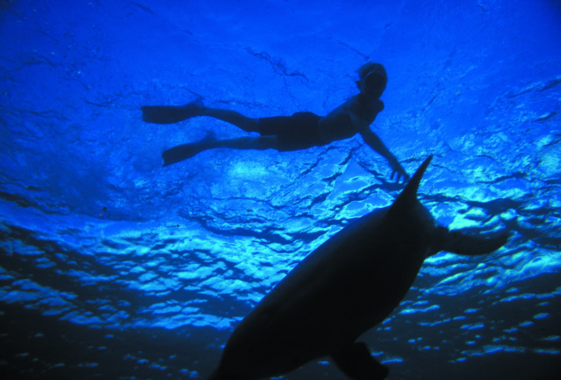 Flipper Neues Abenteuer mit Flipper – fernsehserien.de