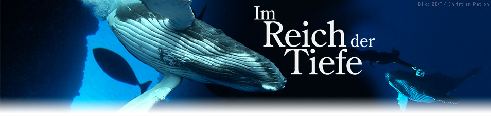 Im Reich der Tiefe – fernsehserien.de