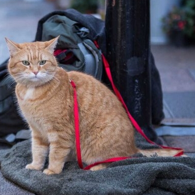 Filmografie Bob the Cat – fernsehserien.de