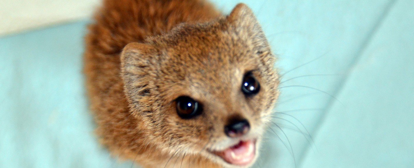 VOX zeigt neue Folgen der „Tierbabys“ – fernsehserien.de